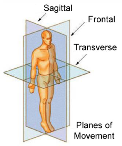 BASAL ANATOMI OG TERMINOLOGI