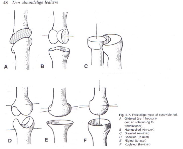 BASAL ANATOMI OG TERMINOLOGI