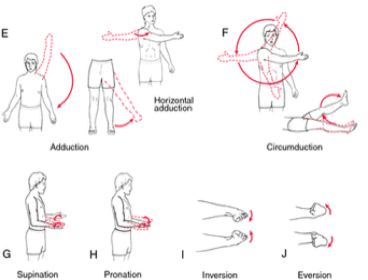 BASAL ANATOMI OG TERMINOLOGI