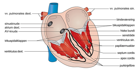 Kredsløbet- Hjertet