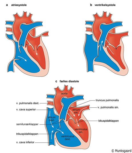 Kredsløbet- Hjertet