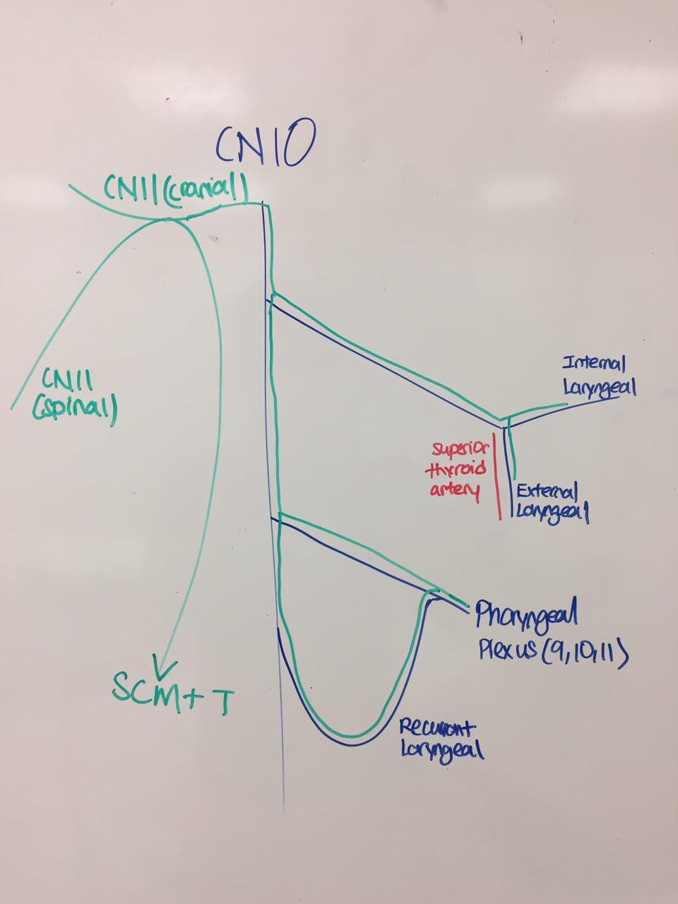 Cranial Nerves 5. 7 & 9, 10, 11, 12 (Week5) Capture Sensory (Special ...